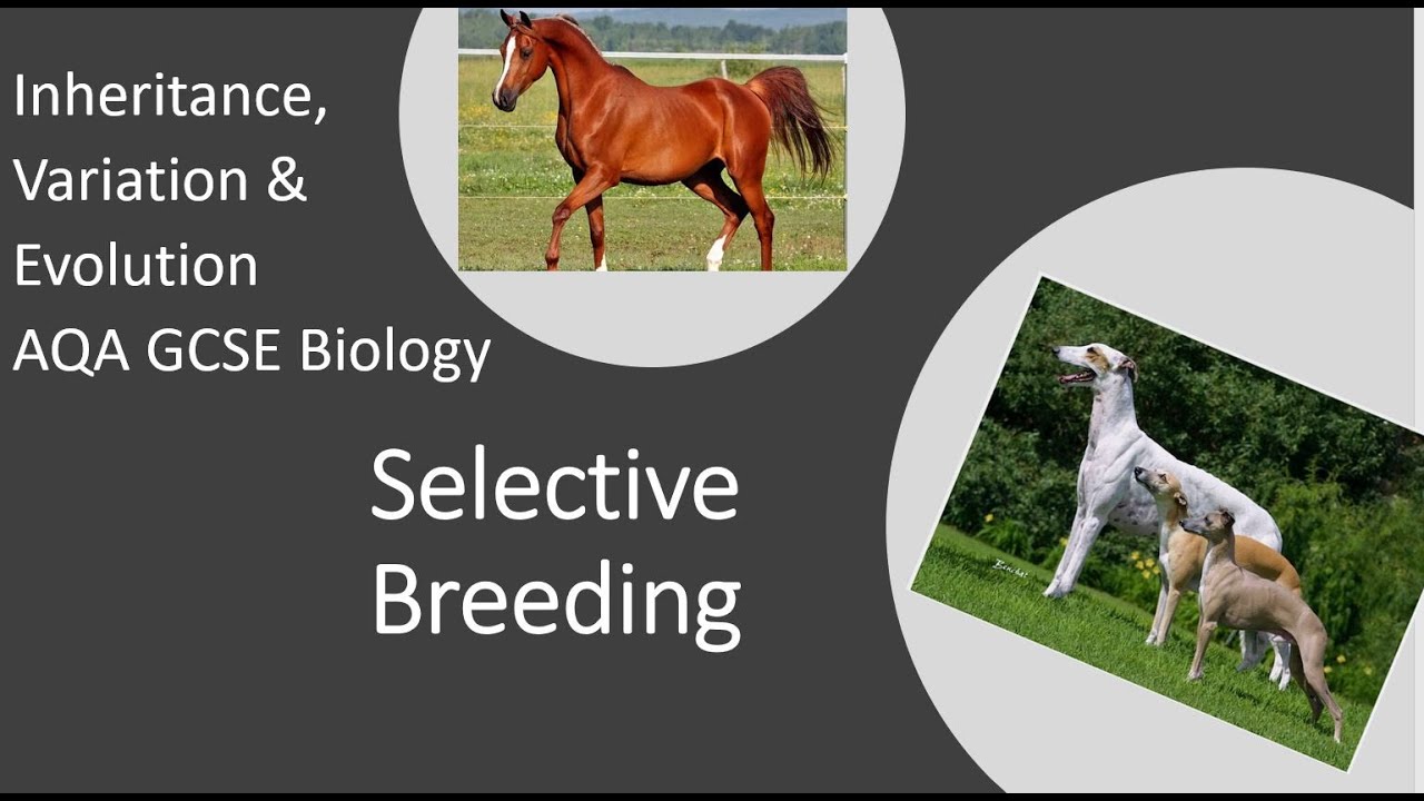Part 7 Selective Breeding