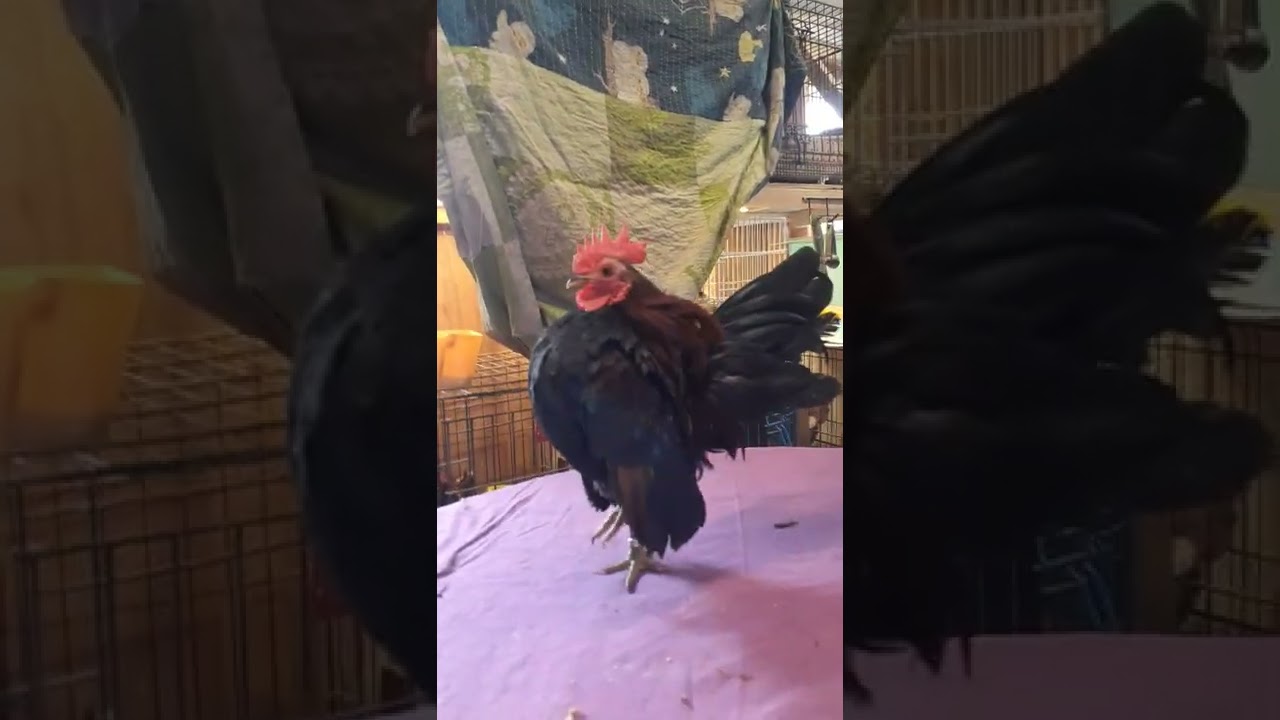 SCNA Virtual Show 2024-1