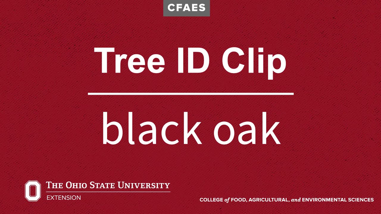 Tree ID Clip: black oak