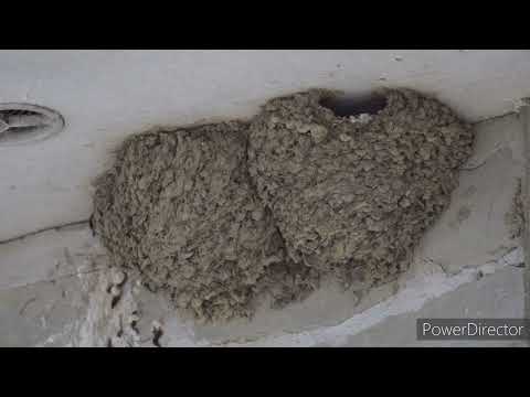 House Martin fledglings from earlier this year