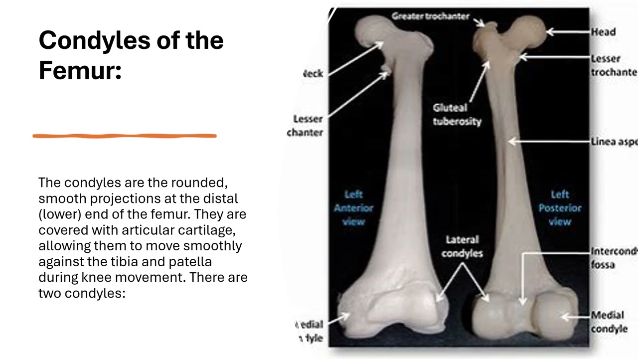 Understanding the Condyles and Epicondyles of the Femur
