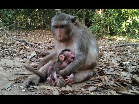 Sadness! Newborn Baby Scream Cry Hungry But Mom No Milk/Cambodai Monkey