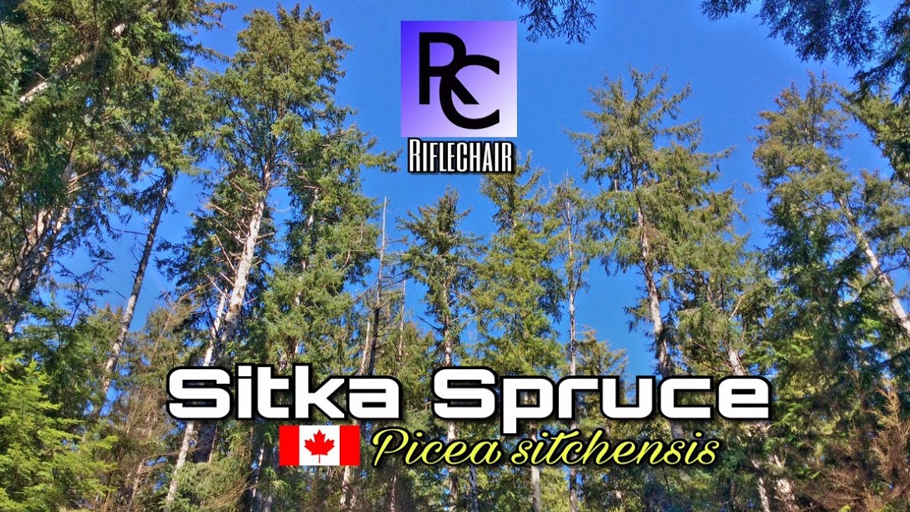 Picea sitchensis - Sitka Spruce