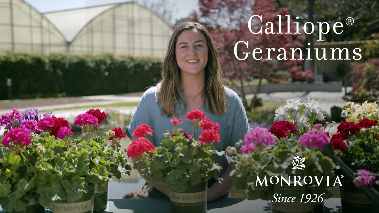 Monrovia | Calliope® Geraniums