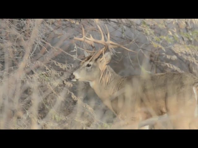 Can the ‘Zombie deer disease’ spread to humans? All about the CWD ...
