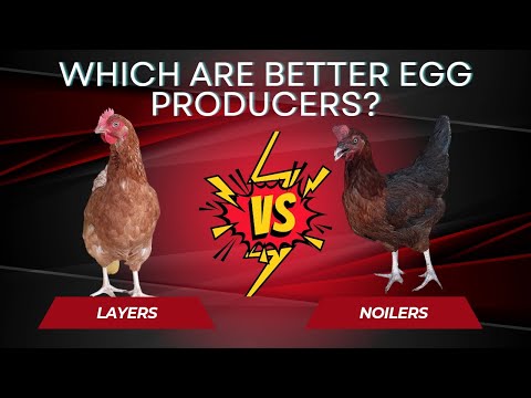 ARE NOILERS BETTER EGG PRODUCERS THAN LAYERS? || Differences Between Layer chickens and Noilers