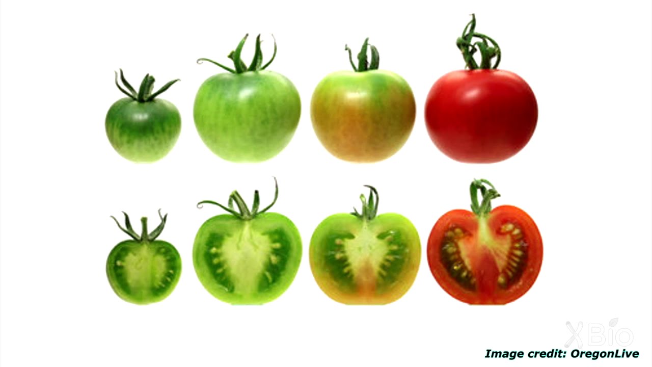 Selective Plant Breeding