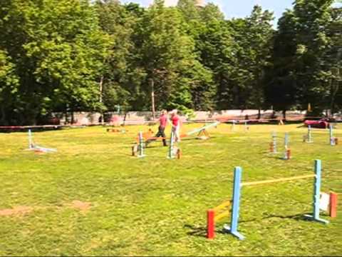 MalinoisShteffi28052011.wmv