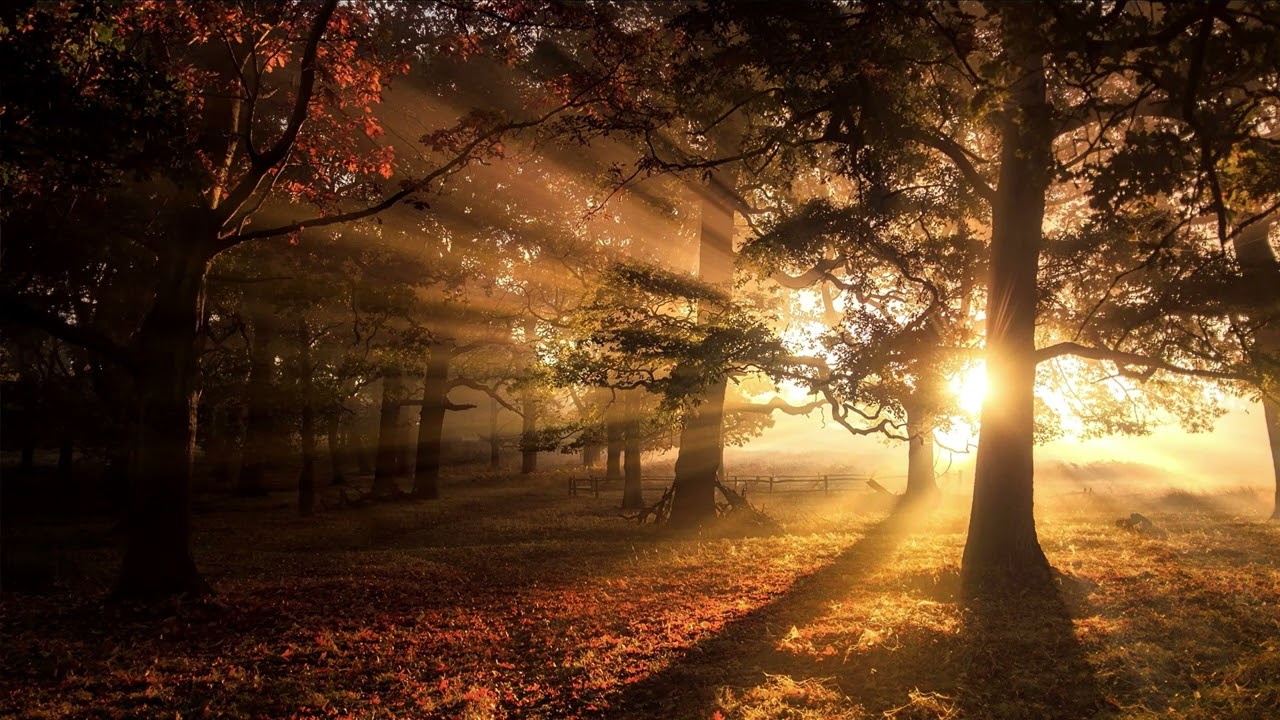 Sun rays inside Forest free no copyright