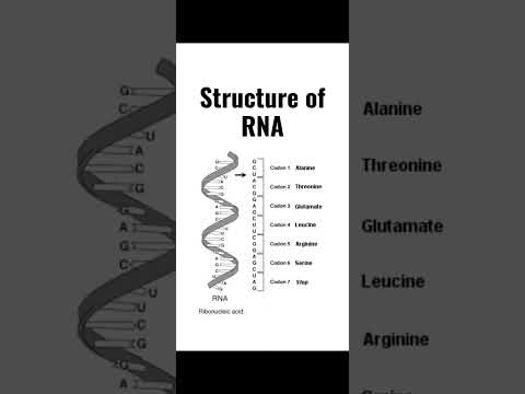 Structure of RNA With Labeling