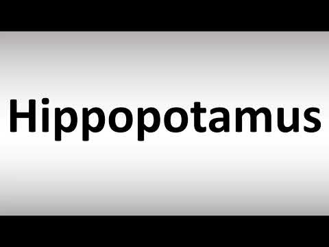 How to Pronounce Hippopotamus