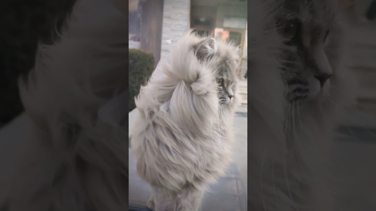 cute persian cat 😺#shorts #shortvideo #ytshort #youtubeshorts #catlover #cat #persian #status