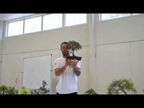 Andrew Sellman critique of a Leptospermum 'Merinda' at the September meeting
