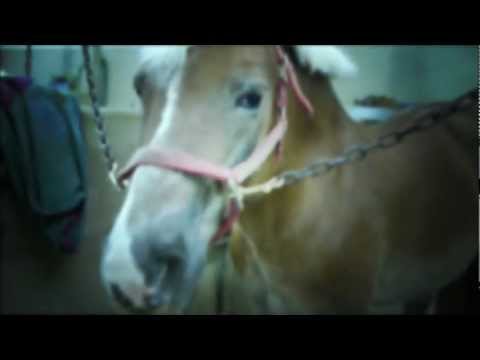 Documentary Videos | Beanstalk Places