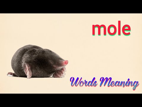 mole meaning in hindi | mole ka matlab kya hota hai | mole means | mole ka arth | spelling