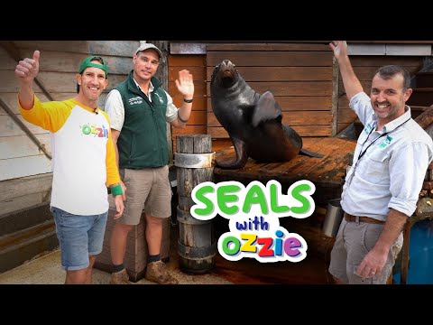 Sea Lions and Baby Seals | Learn About Amazing Animals | Educational Video for Kids