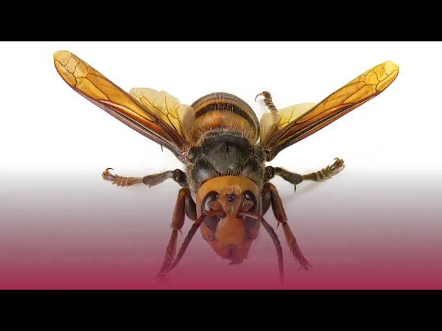 Science Can Destroy Murder Hornets with Sex Pheromones - Nerdist