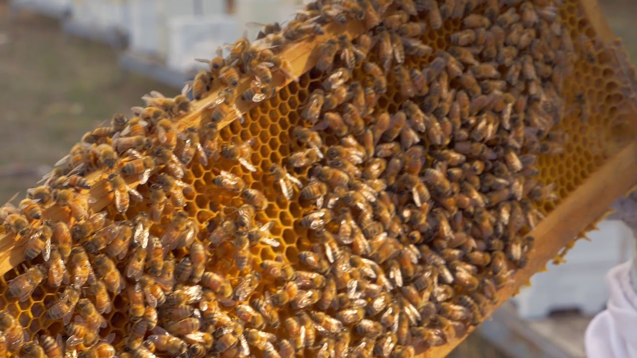 About us - Adelaide Beekeeping Supplies