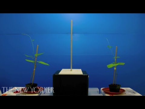 Plant Theology: Do Plants Have a Soul? (Plant Neurobiology) « Project ...