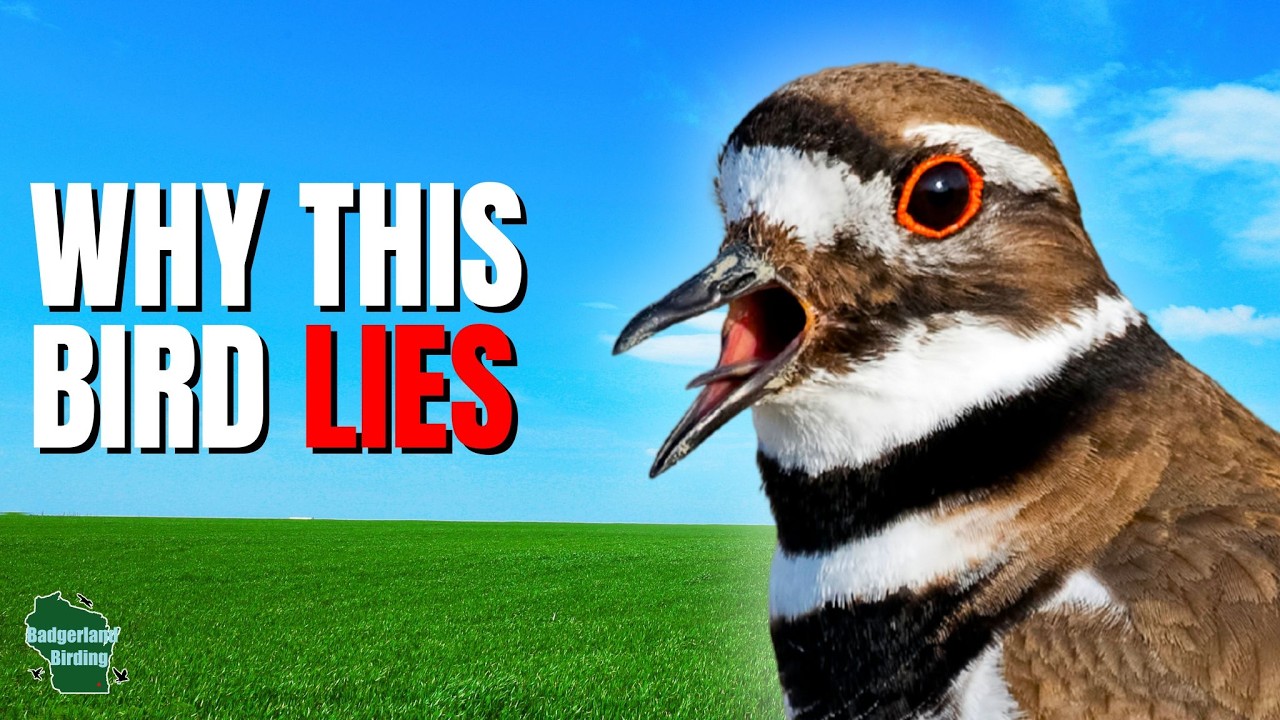 5 Things You Didn't Know About Killdeer!