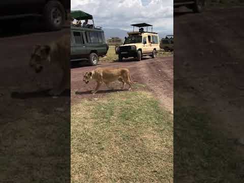 Lion Encounter in Ngorongoro Crater