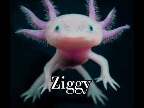 Axolotl Names (Super Cute)