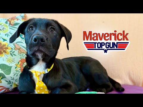 Dog for adoption - Maverick Top Gun, a Pit Bull Terrier & Black ...