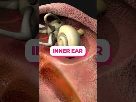 Middle and Inner Ear #ear #biology #medical #anatomy