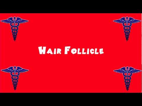 Pronounce Medical Words ― Hair Follicle