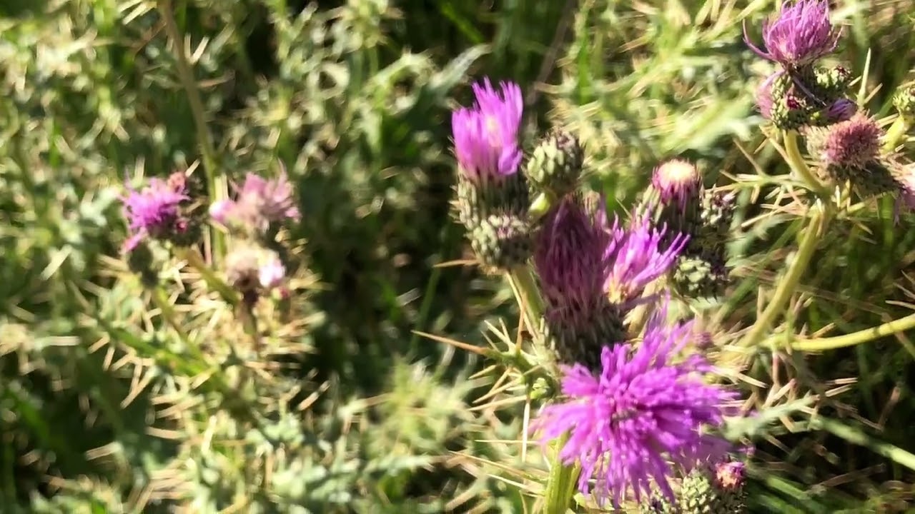 Cardo (Carduus acanthoides)