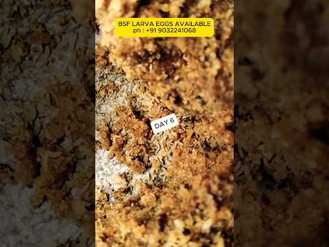 Black Soldier Fly Larvae at Best Price in India