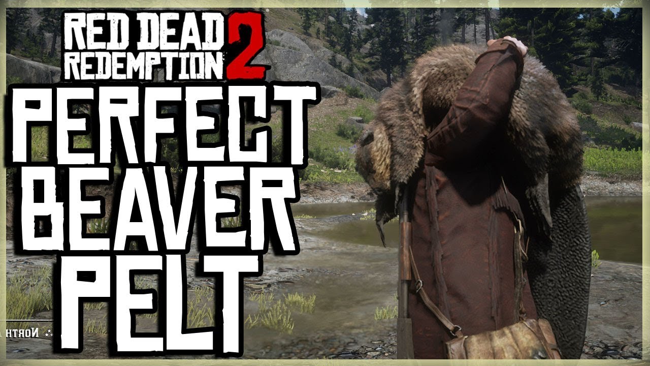 HOW TO GET A PERFECT BEAVER PELT - RED DEAD REDEMPTION 2 PRISTINE BEAVER HUNT