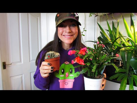 My NEW Cactus Plants - Schlumbergera 'enigma' and a Mammillaria