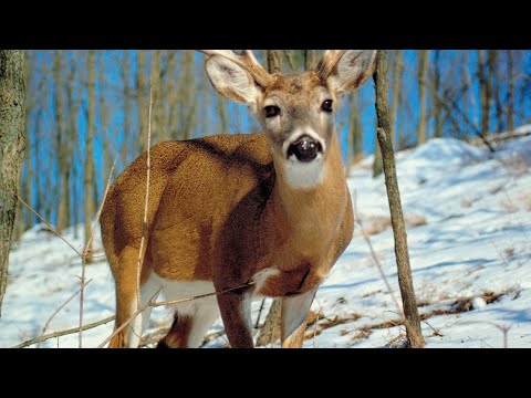 π¦ emoji meaning#animals the Beautiful πβ€οΈβ€οΈ a good ππ 10