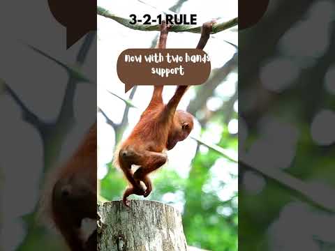 WHO IS MORE DANGEROUS - 321 RULE WITH MONKEY/one-life-make-history#shorts#funnyshorts#animals#funny