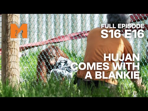 Moving Day | Season 16 Episode 16 | Full Episode | Monkey Life