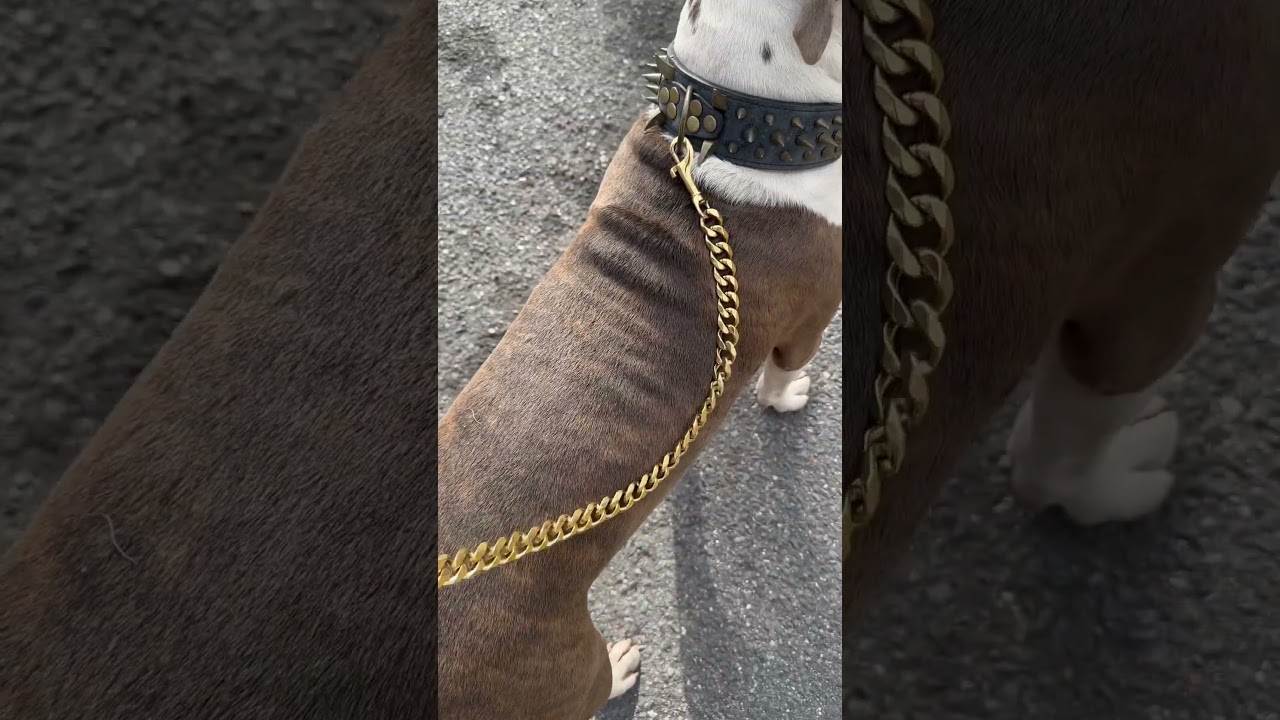 Gold Cuban dog leash & spike collar review