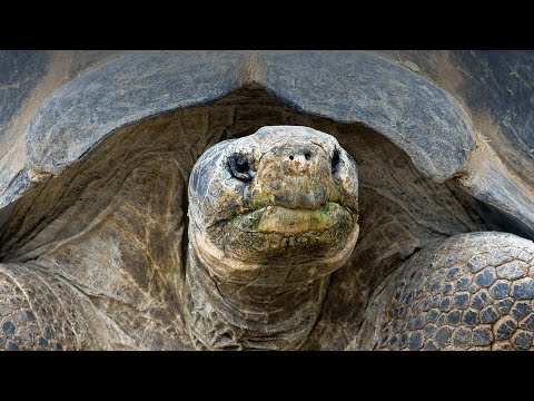 Galapagos tortoises. The LARGEST living TORTOISE and other amazing facts.