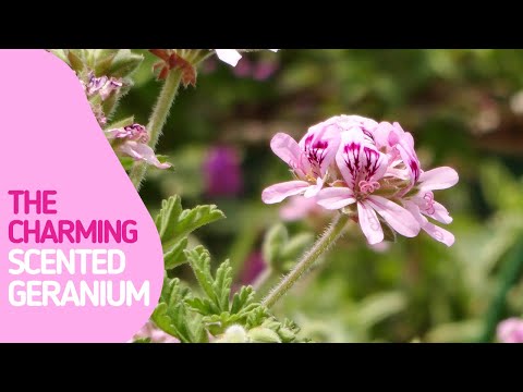 The Charming Scented Geranium: 5 Fragrant Varieties to Transform Your Garden