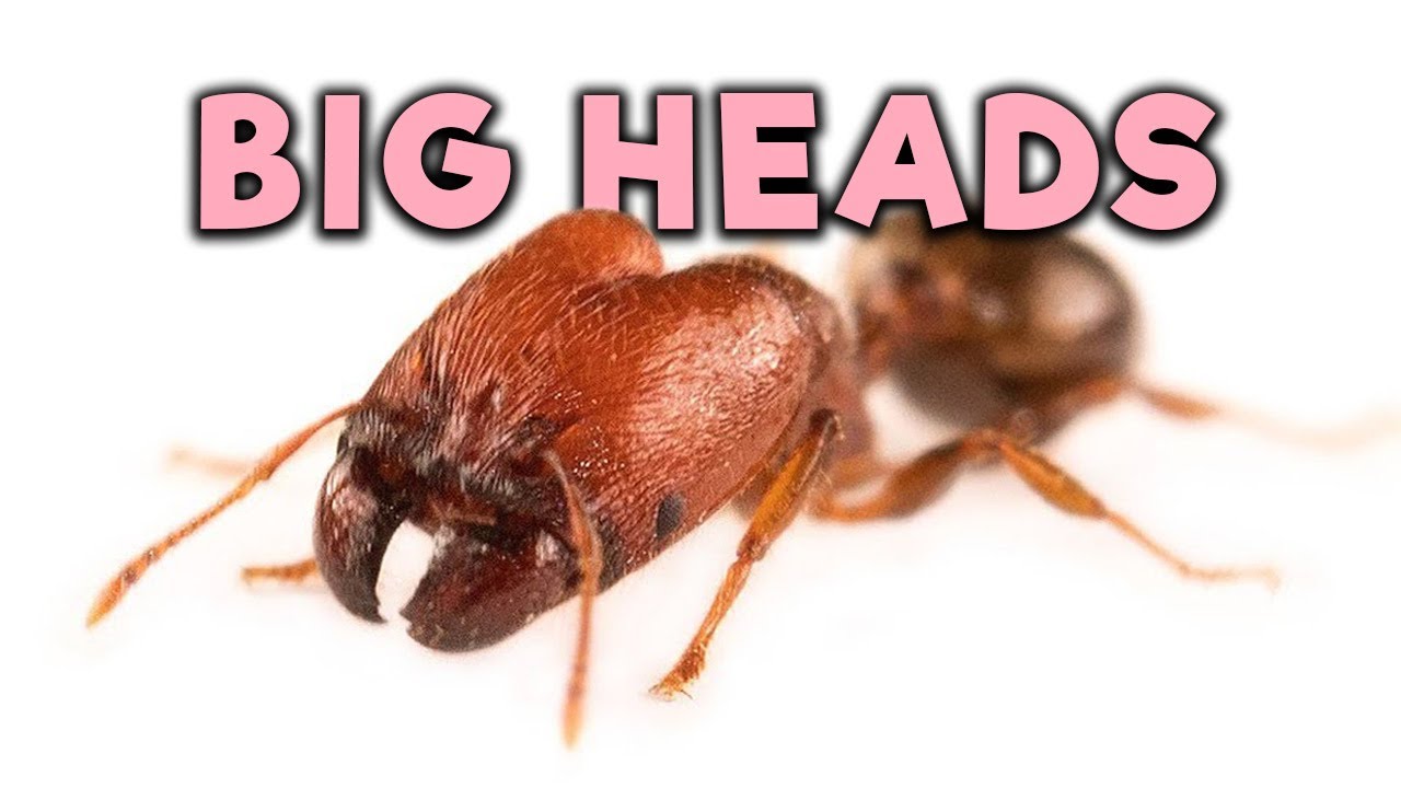 Ant Room Tour | Big-headed Ants