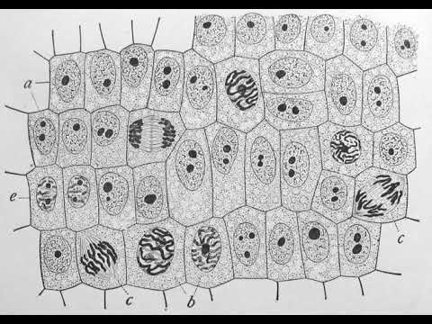 Cell (biology) | Wikipedia audio article