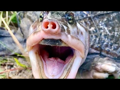 CRAZY Piebald Softshell Turtle!