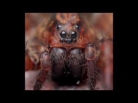 incredible insect macro by vasekk photo