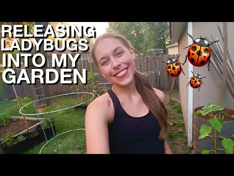 Tips On Releasing Ladybugs In Your Garden 🐞