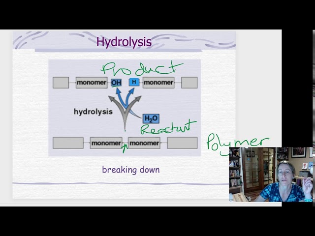 Understanding Hydrolysis: The Key Process in Digestion and Polymer ...