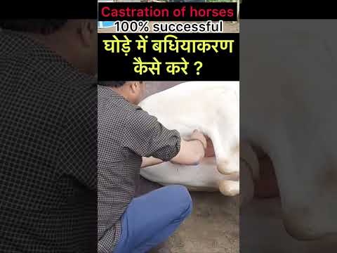 Castration of horse l Dr Umar Khan