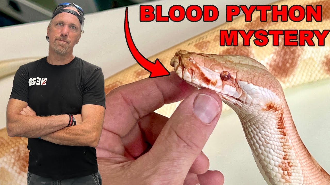 Blood Pythons - Unraveling A Misunderstood Species