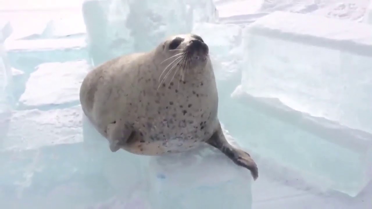 Fapping seal meme