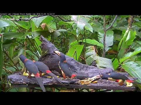 Collared aracaris eating bananas in Panama | Dear Kitty. Some blog