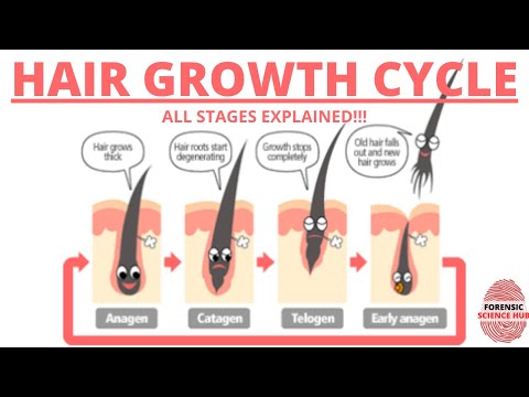 Hair growth cycle | Anagen phase | Catagen phase | Telogen phase